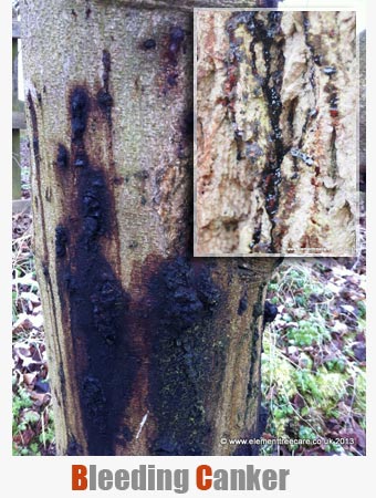 Phytophthora – Bleeding Canker - Element Tree Care